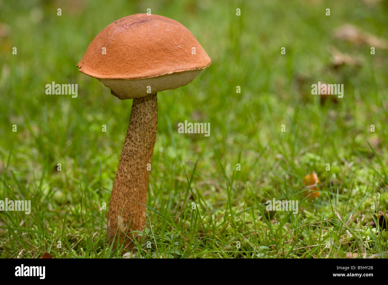 A bolete fungus Stock Photo - Alamy