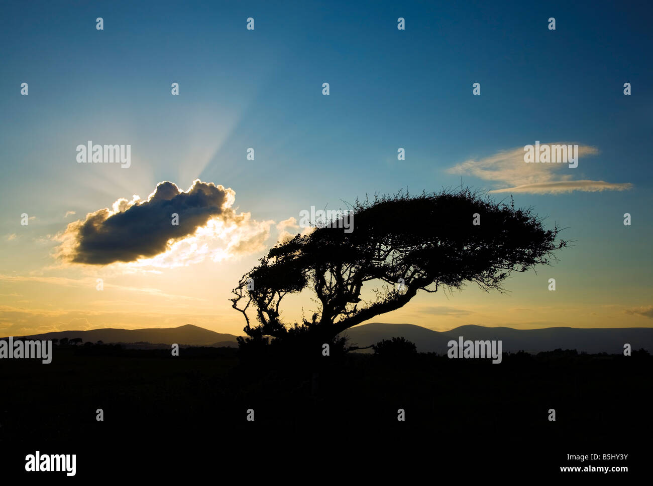 Wind-sculptured tree above Stradbally Cove and distant Comeragh ...