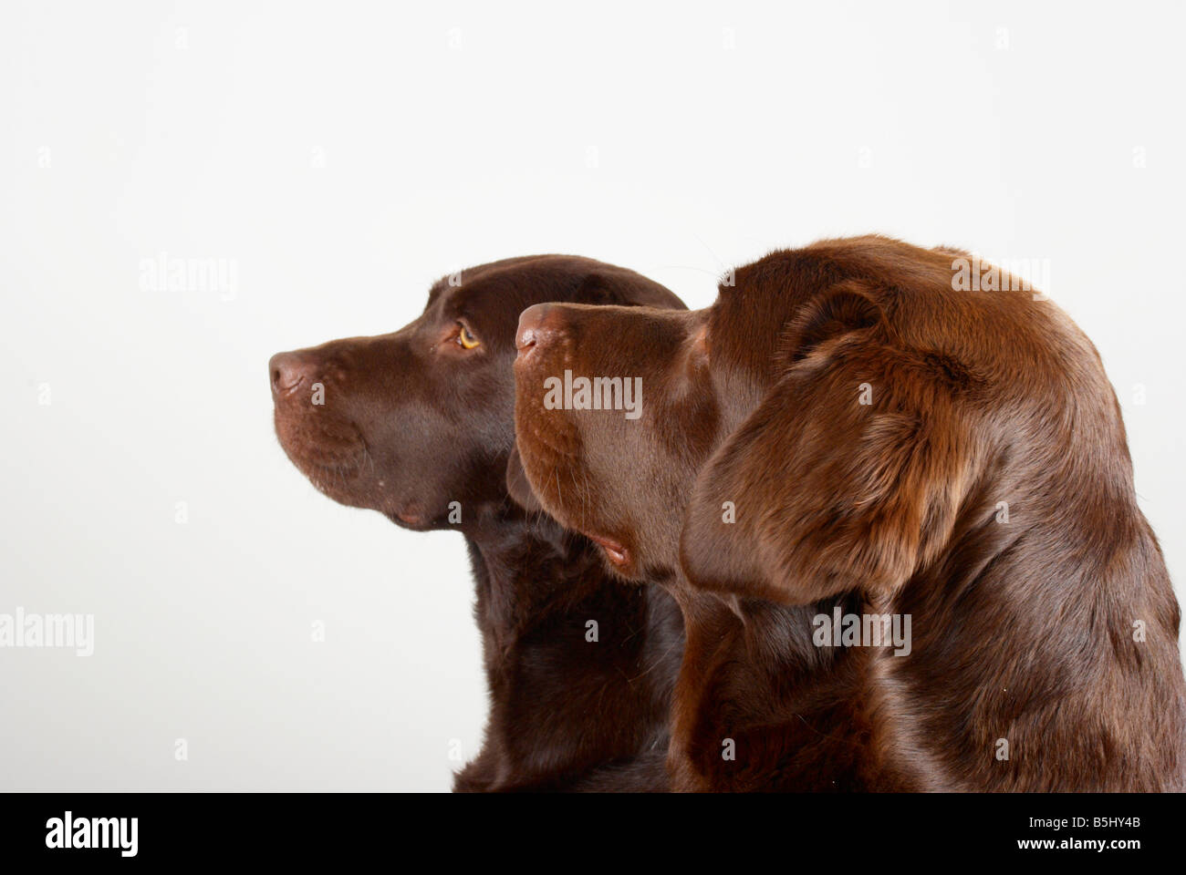 Chocolate labrador retriever duo hi-res stock photography and images ...