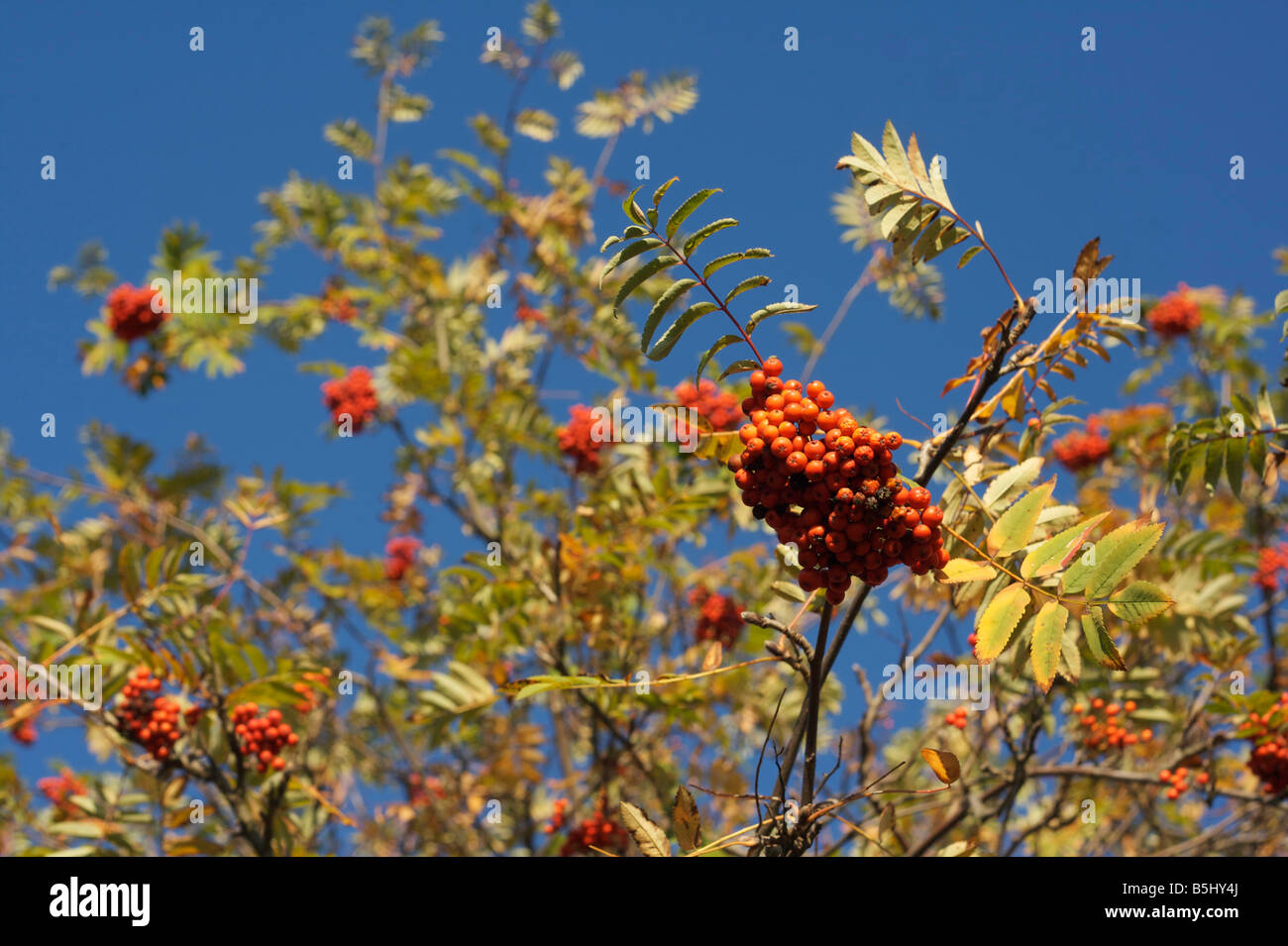 Red fruits cluster Stock Photo - Alamy