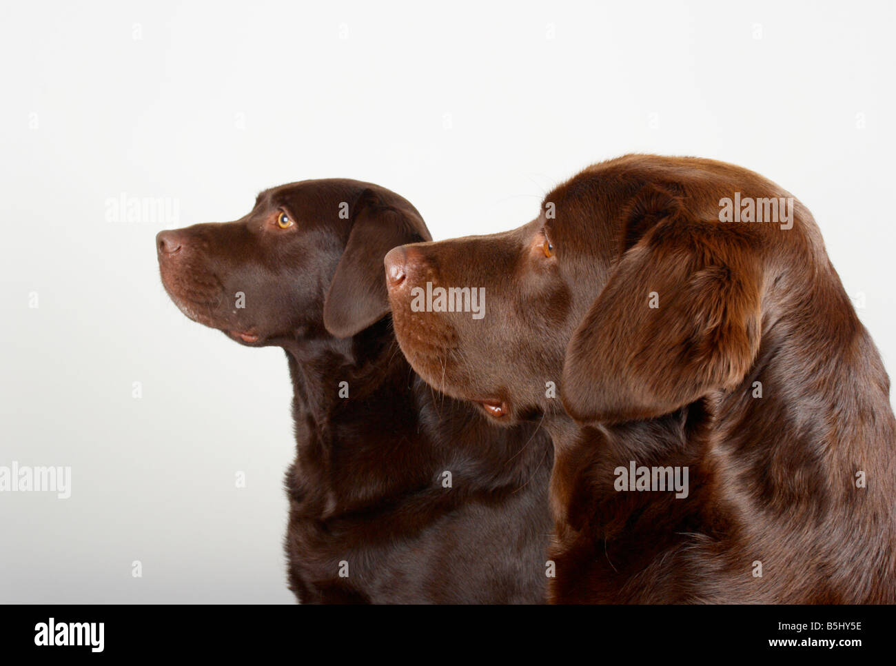 Labrador retrievers duo hi-res stock photography and images - Alamy