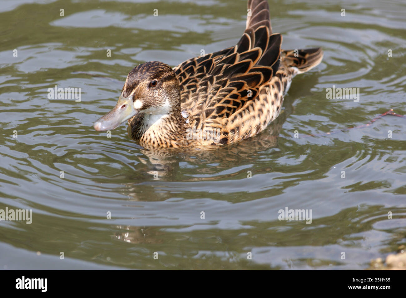 Baikal teal duck hi-res stock photography and images - Alamy