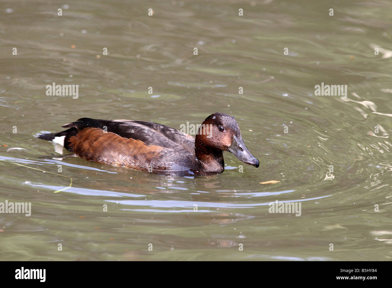 Duck swimming side view hi-res stock photography and images - Alamy