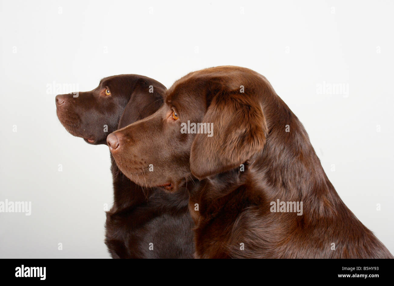 Smooth haired chocolate labrador retrievers Stock Photo - Alamy