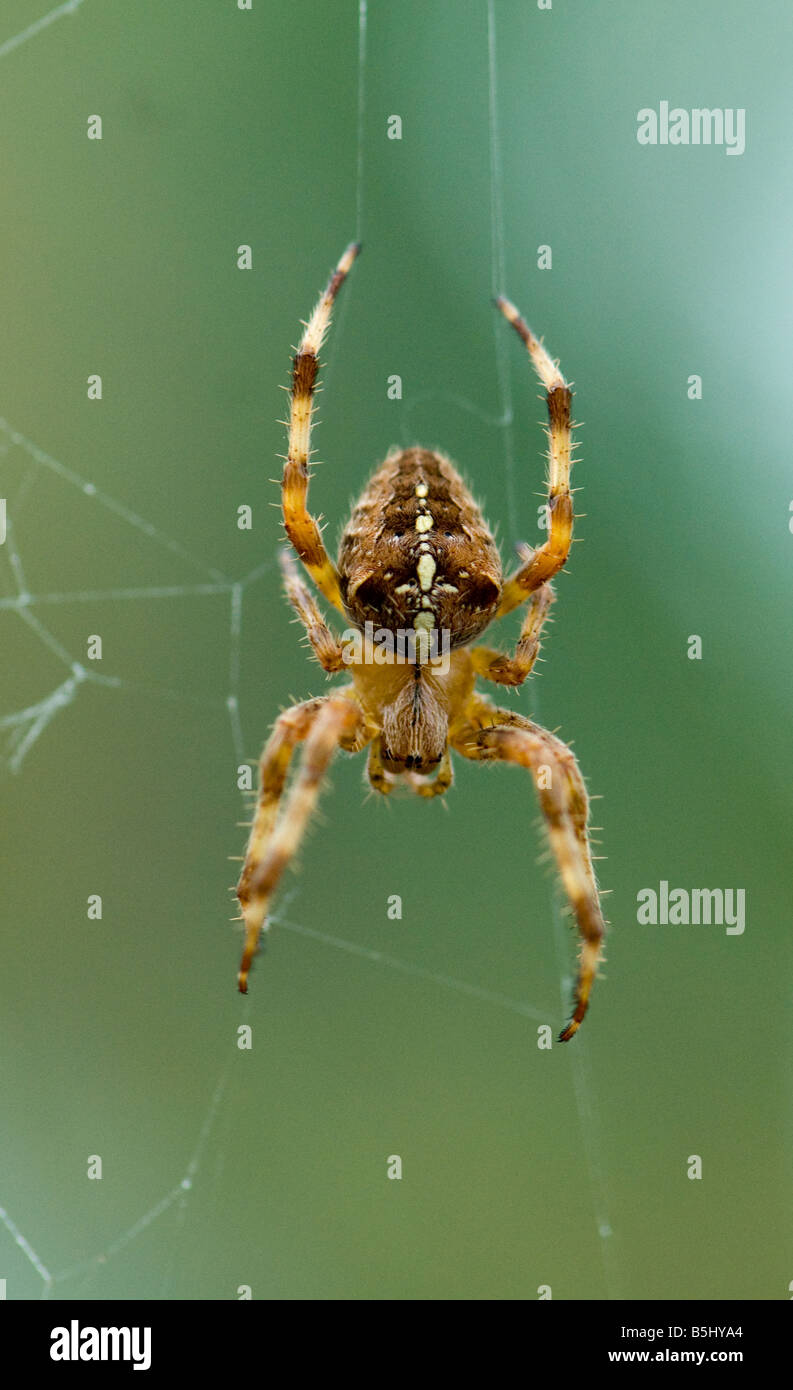 Common garden spider england hi-res stock photography and images - Alamy