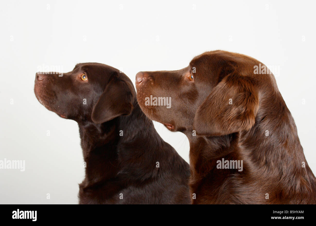 Chocolate labrador retriever duo hi-res stock photography and images ...