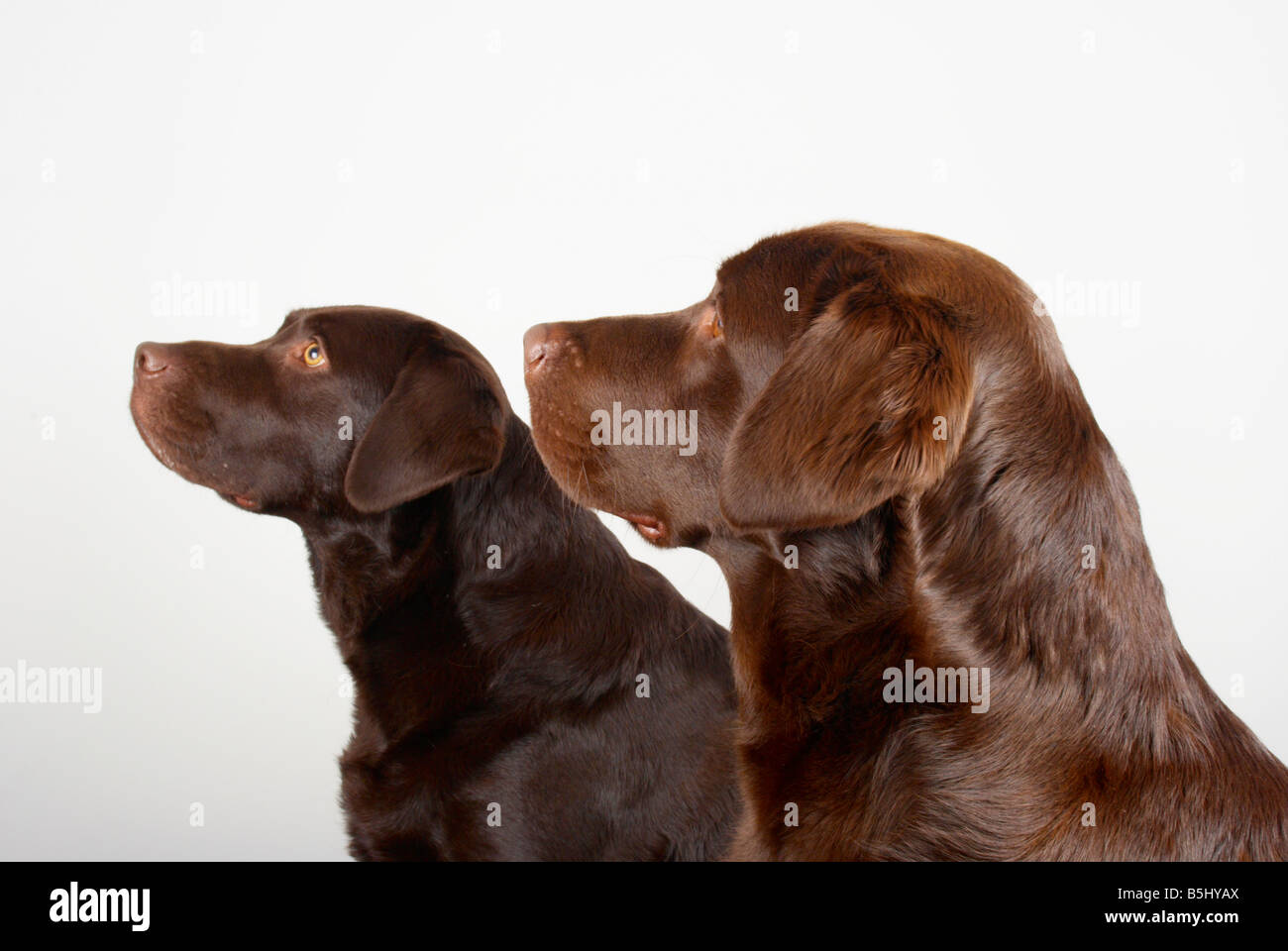 Smooth haired chocolate labrador retrievers Stock Photo - Alamy