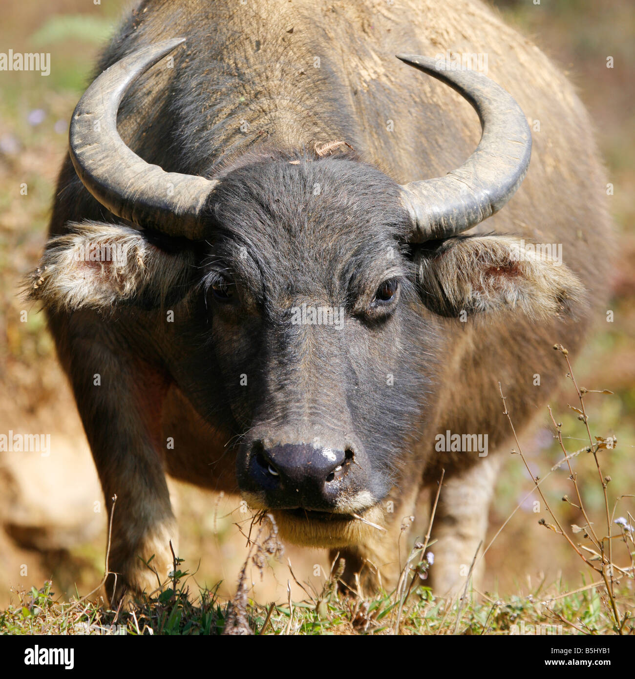 Large water buffalo in Sapa, Vietnam Stock Photo - Alamy
