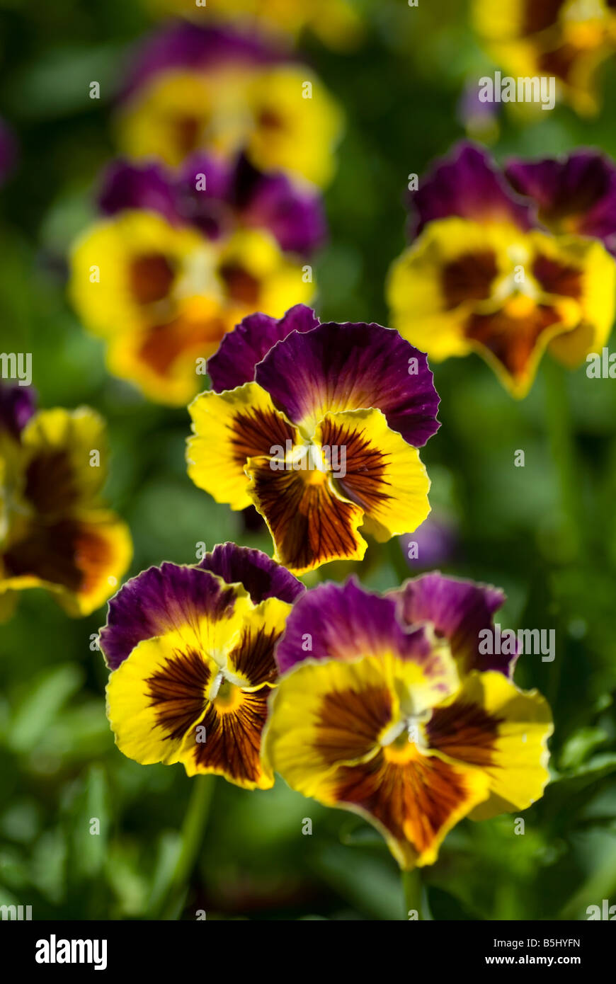 pansy violet flower Stock Photo - Alamy