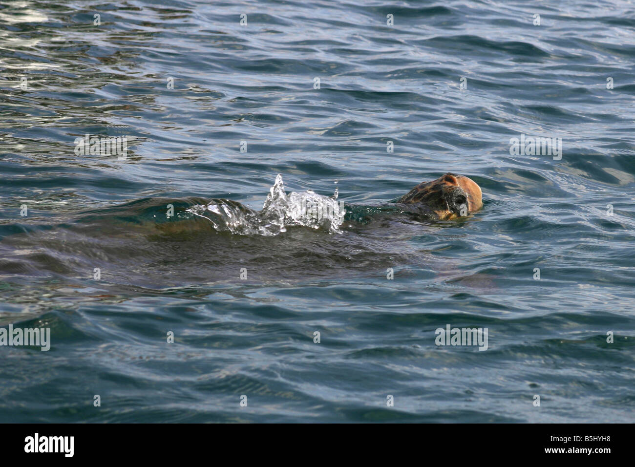 giant loggerhead turtle Stock Photo - Alamy