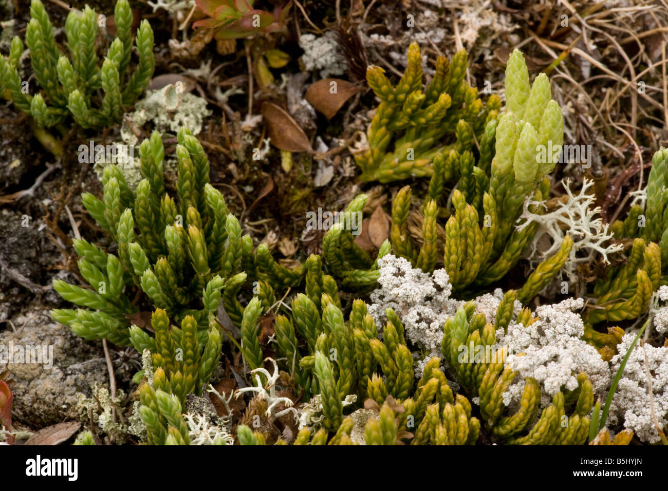 Alpine club moss hi-res stock photography and images - Alamy
