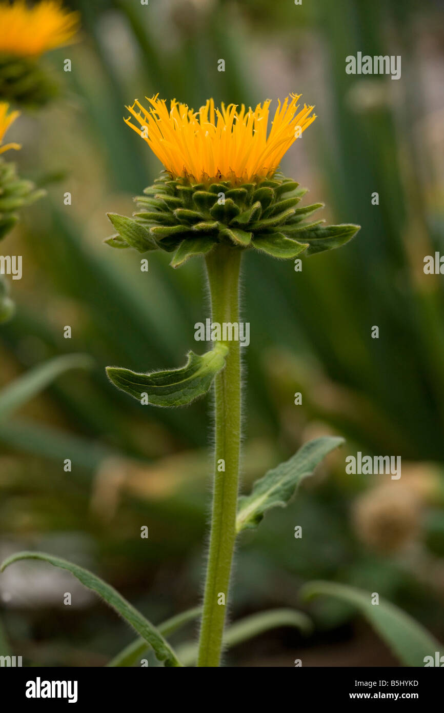 Himalayan Elecampane Inula royleana garden plant from the Himalayas ...