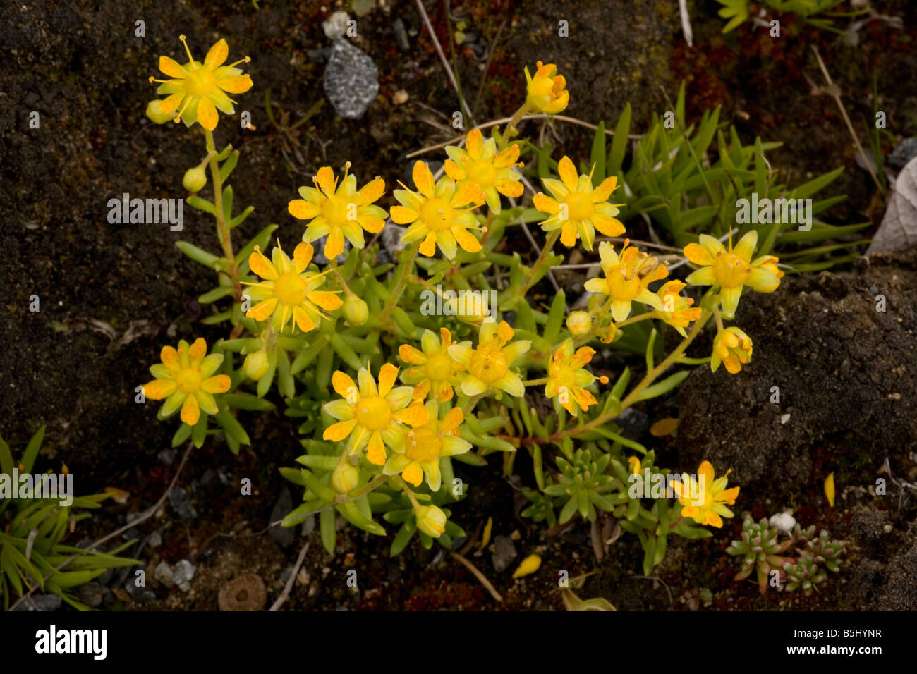 Yellow Saxifrage Saxifraga aizoides Common mountain plant in UK Stock ...
