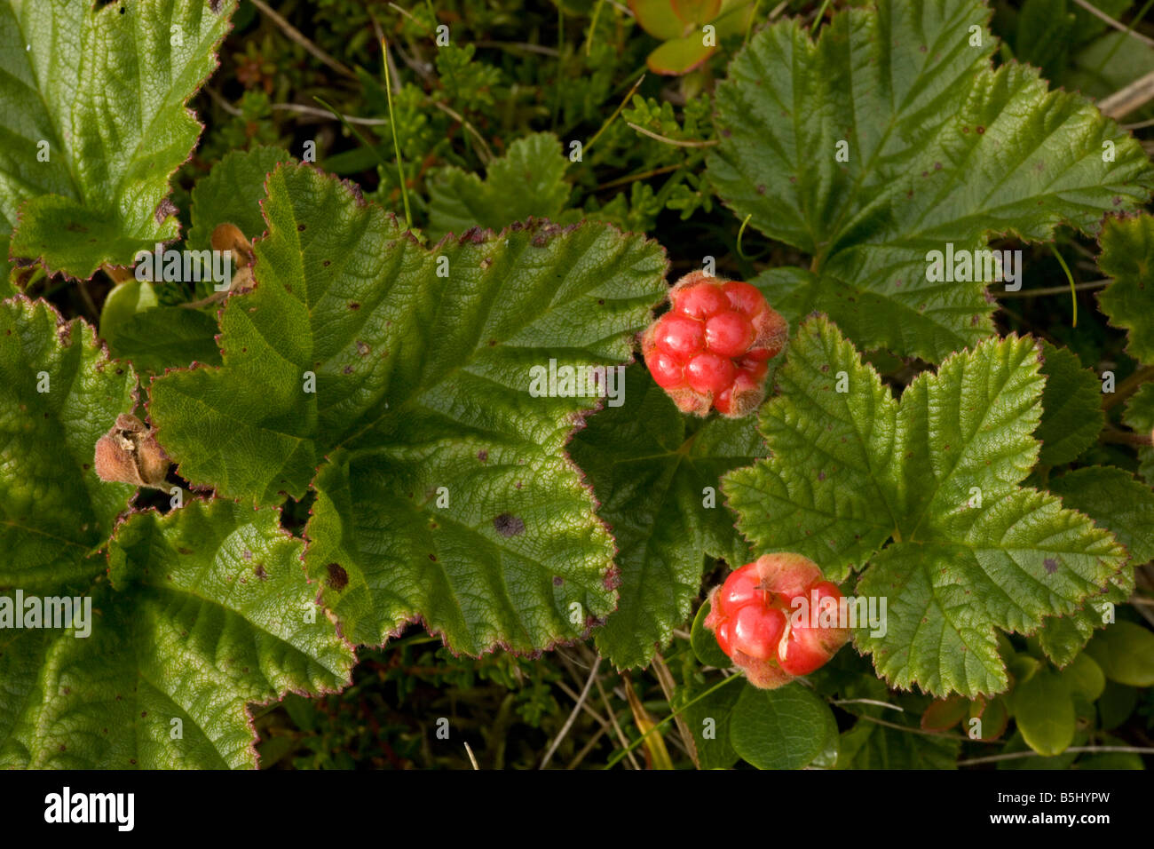 Cloudberry rubus chamaemorus plant berry hi-res stock photography and ...