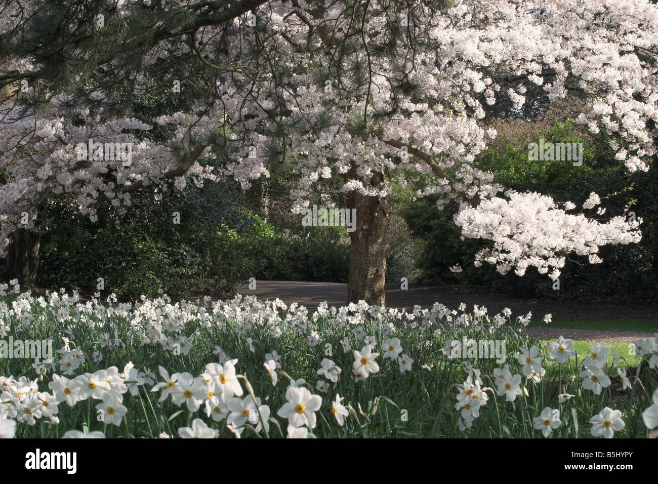 Beautiful spring blossom and flowering Narcissus in Henrietta Park ...