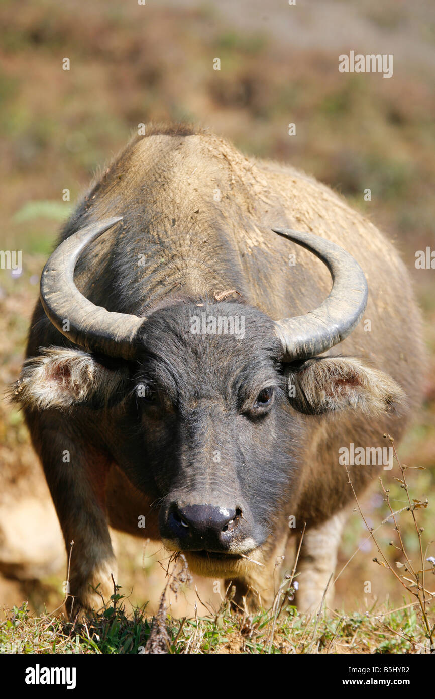 Large water buffalo in Sapa, Vietnam Stock Photo - Alamy
