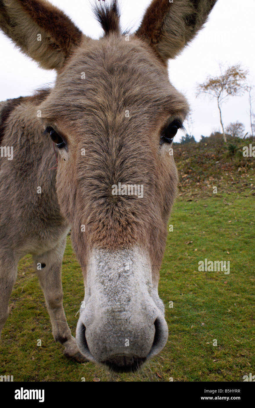 A Donkey in the New Forest Hampshire England UK Stock Photo - Alamy