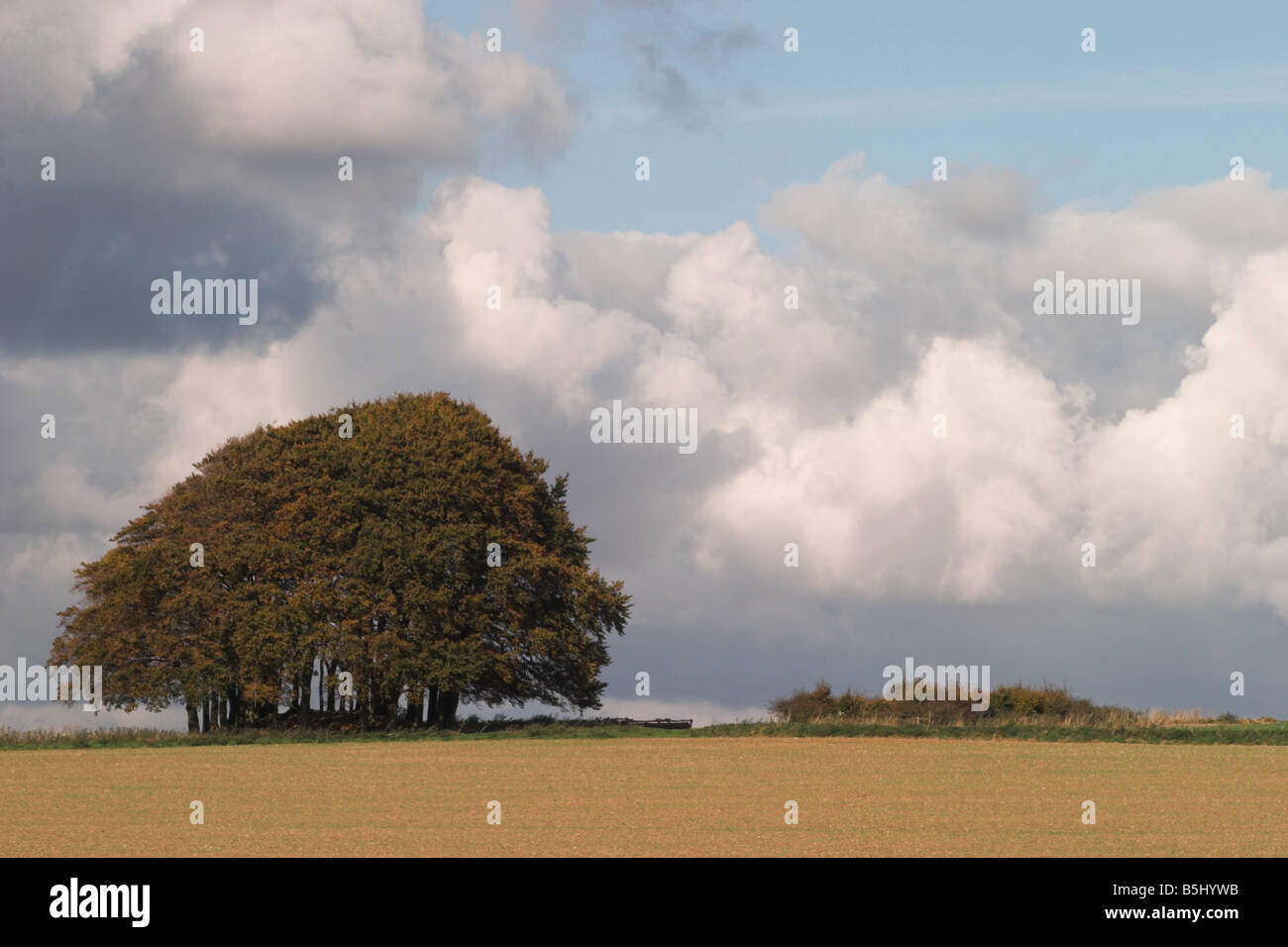 Copse of Beech Trees along The Ridgeway National Trail nr Marlborough ...