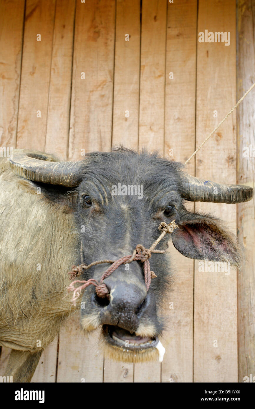 Pretty crazy looking water buffalo in Vietnamese market Stock Photo - Alamy