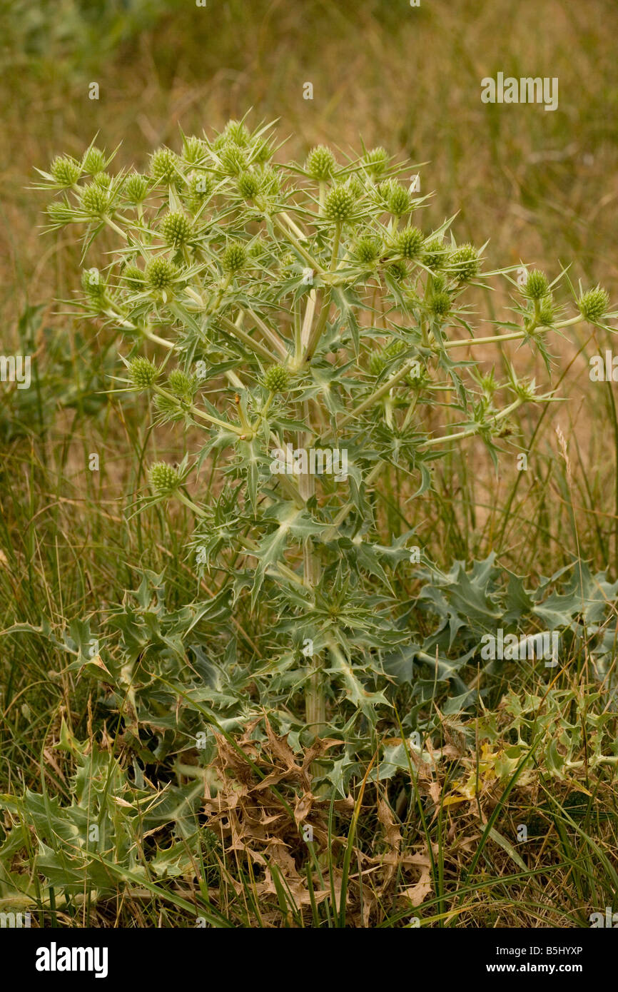 Field eryngo Eryngium campestre Rare in UK Stock Photo - Alamy