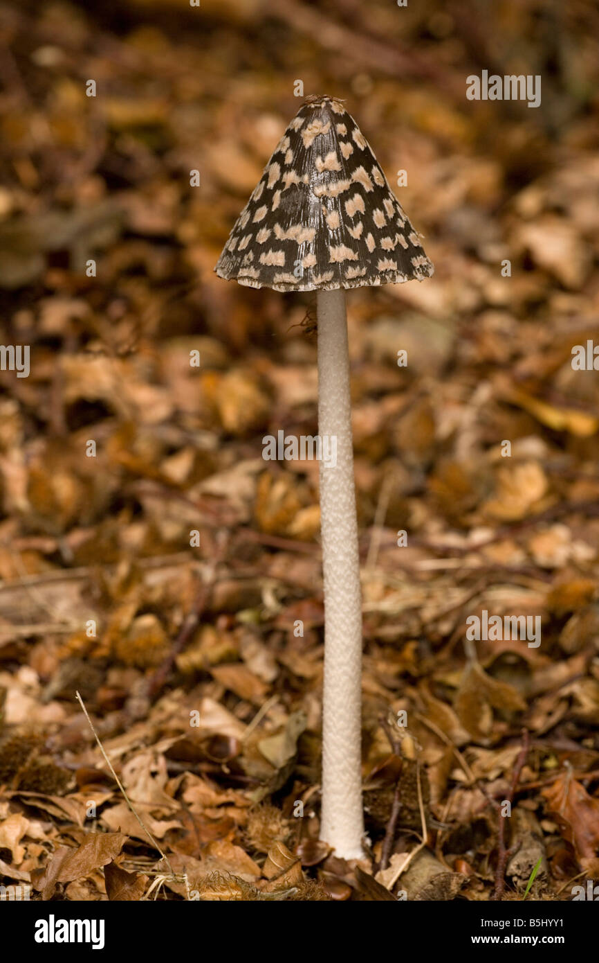 Coprine hi-res stock photography and images - Alamy