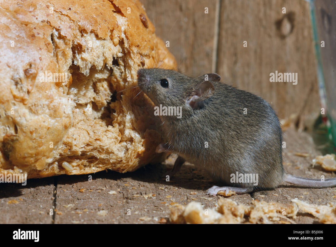 House mouse uk shed hi-res stock photography and images - Alamy