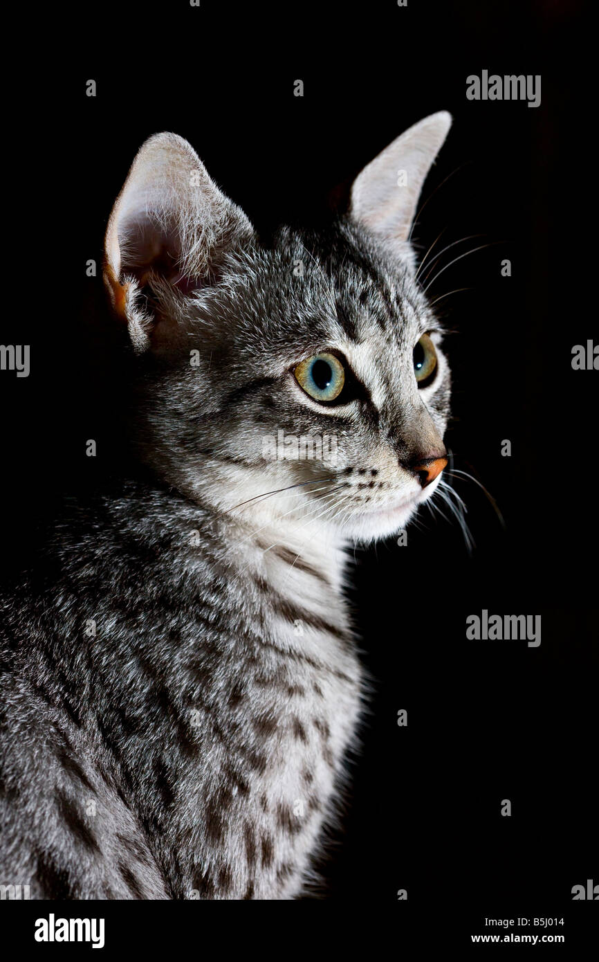 Egyptian Mau kitten portrait Stock Photo - Alamy