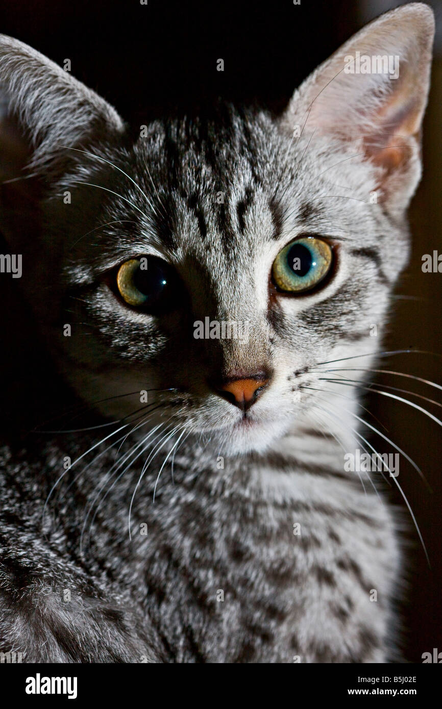 Egyptian Mau kitten portrait Stock Photo - Alamy