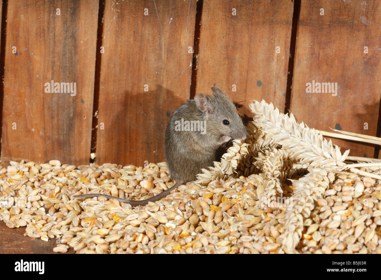 House mouse uk shed hi-res stock photography and images - Alamy