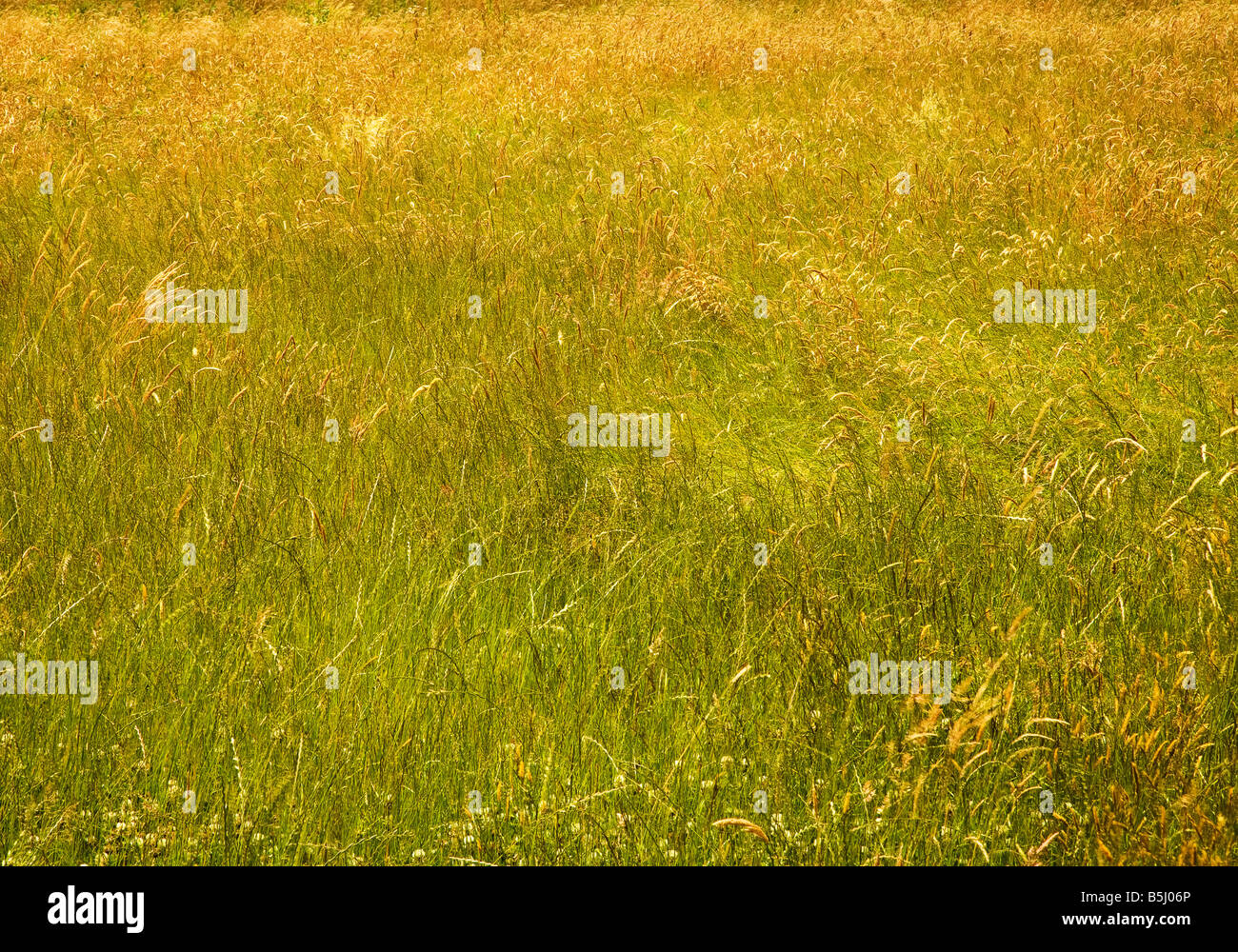 Traditional Wildflower Meadow, County Waterford, Ireland Stock Photo ...
