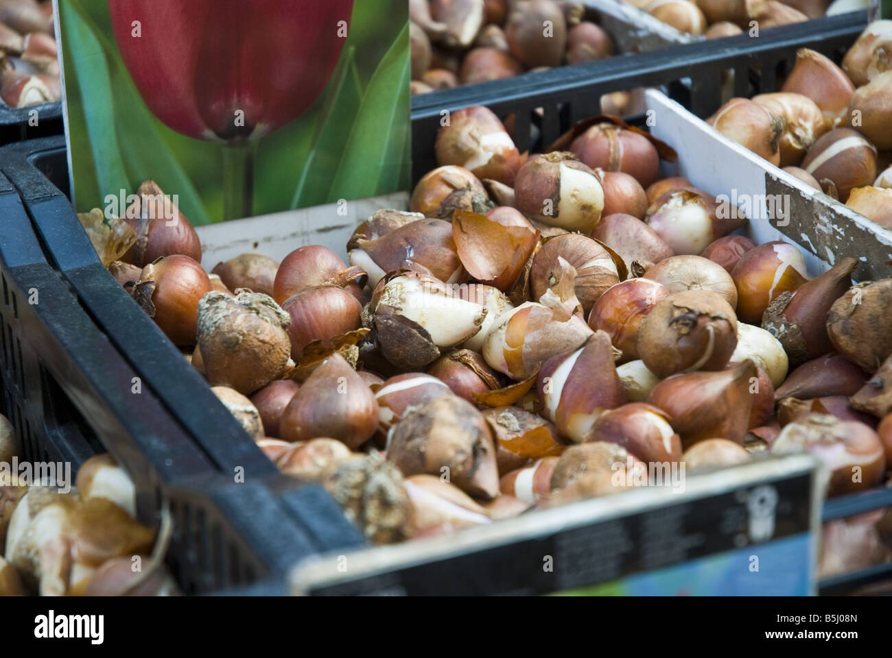 Flower bulbs sale in flower hi-res stock photography and images - Alamy