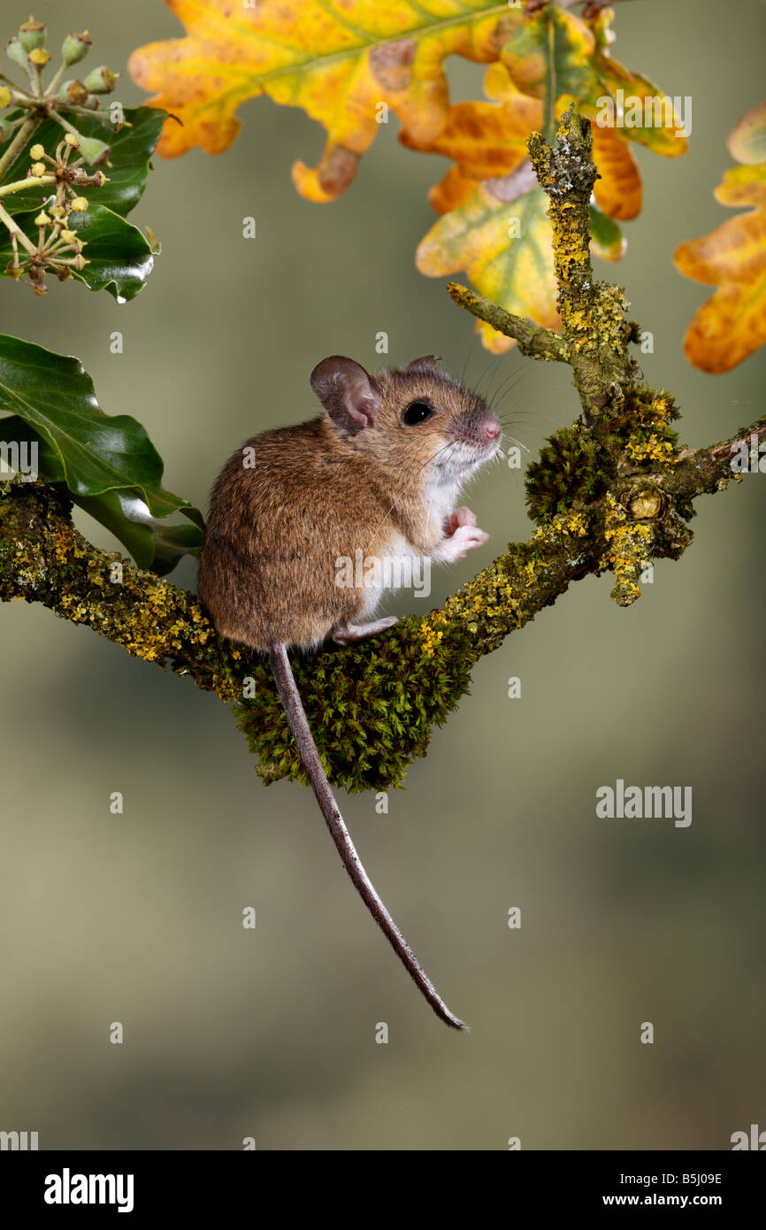 Yellow-necked Mouse Apodemus flavicollis on moss and lichen covered ...
