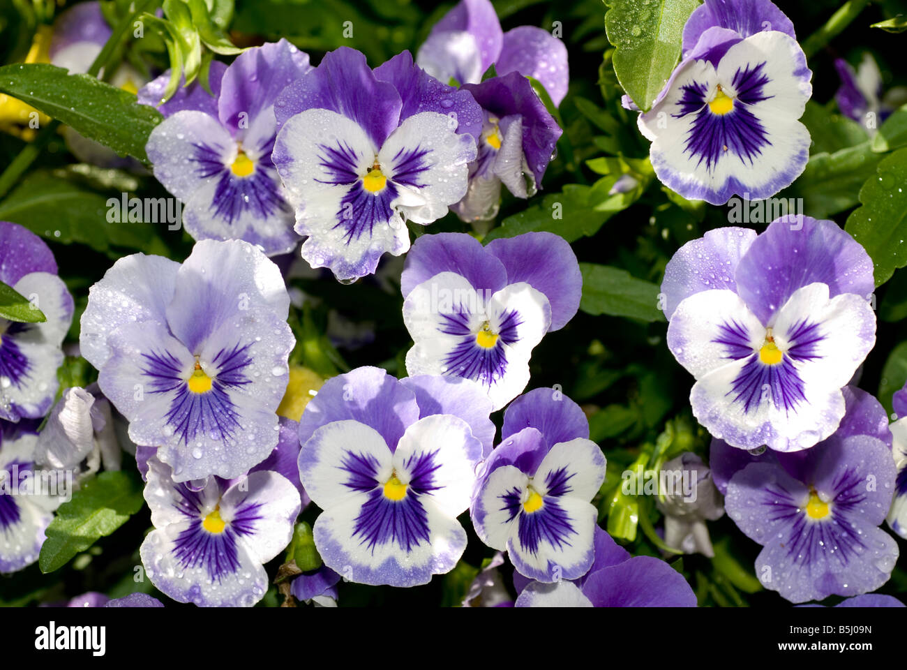 Pansy Flowers Violaceae Stock Photo - Alamy