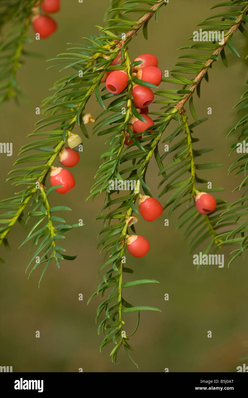 Yew tree in autumn with ripe berries Stock Photo - Alamy