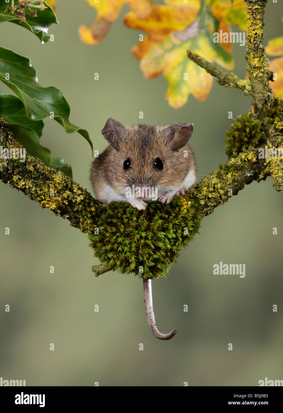 Yellow-necked Mouse Apodemus flavicollis on moss and lichen covered ...