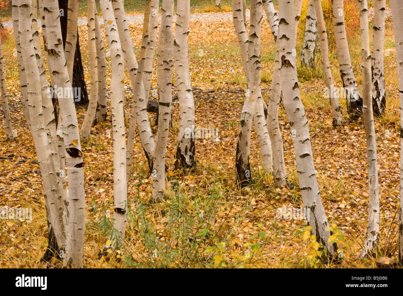 European aspen populus tremula bark hi-res stock photography and images ...