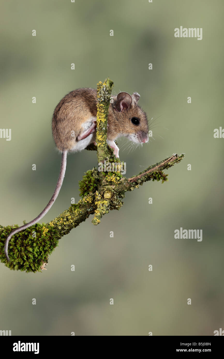 Yellow-necked Mouse Apodemus flavicollis on moss and lichen covered branch Potton Bedfordshire ...