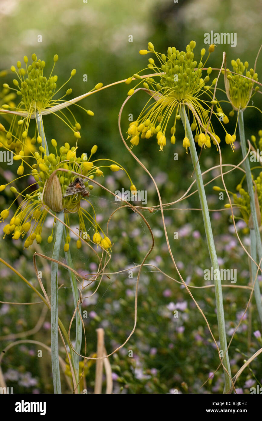 A yellow garlic Allium flavum E Europe Stock Photo - Alamy
