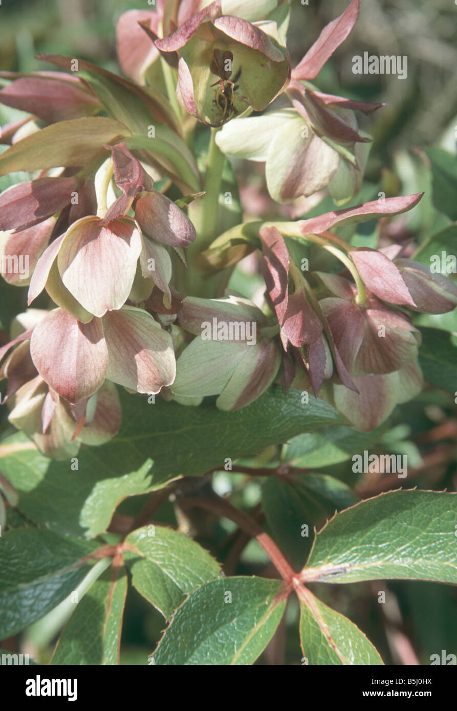 Helleborus x sternii hi-res stock photography and images - Alamy