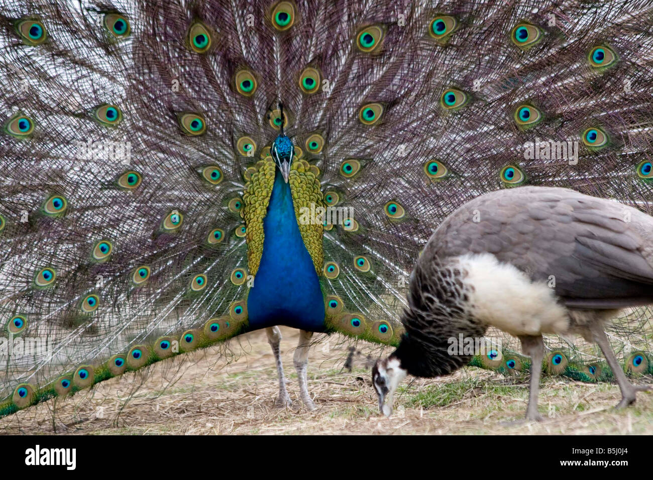 Male and female peacock hi-res stock photography and images - Alamy