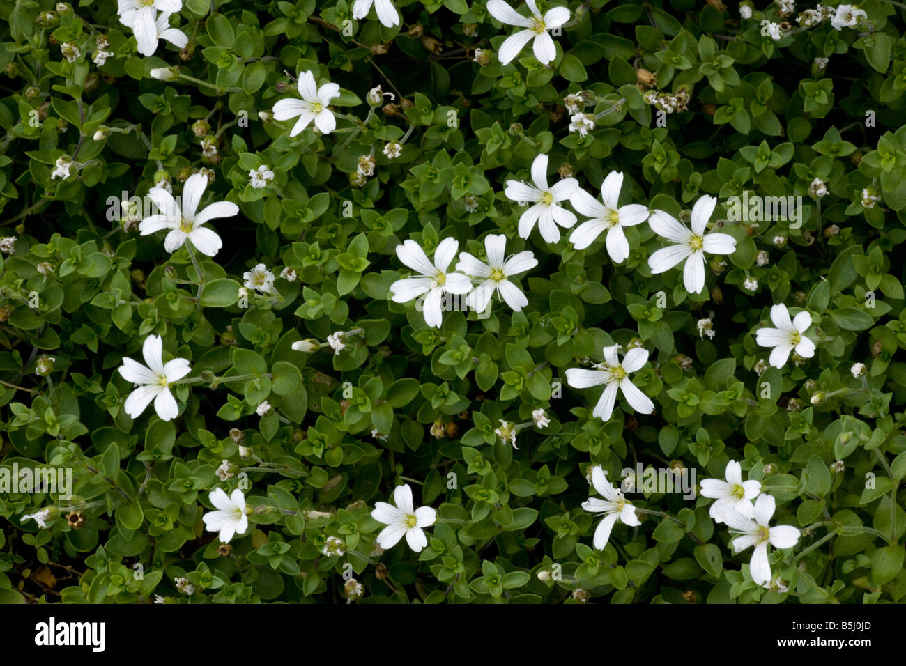 An alpine mouse ear Cerastium uniflorum eastern alps Stock Photo - Alamy