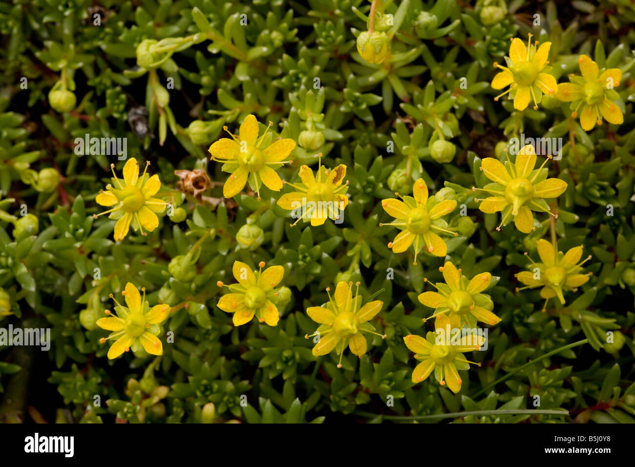 Yellow saxifrage Saxifraga aizoides Montane plant in UK Stock Photo - Alamy
