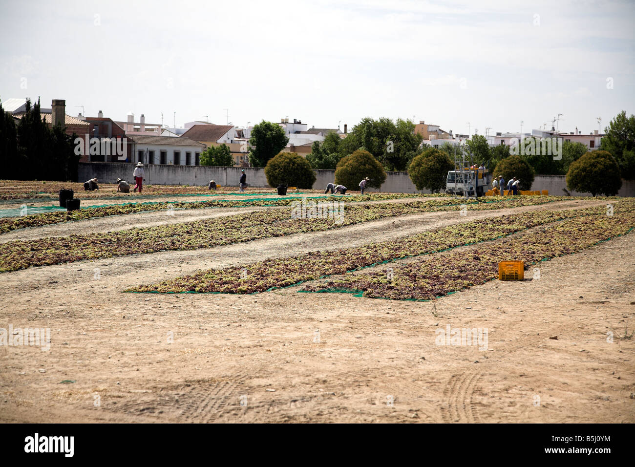 Farm workers laying grapes out to dry under the hot Spanish sun. Part ...