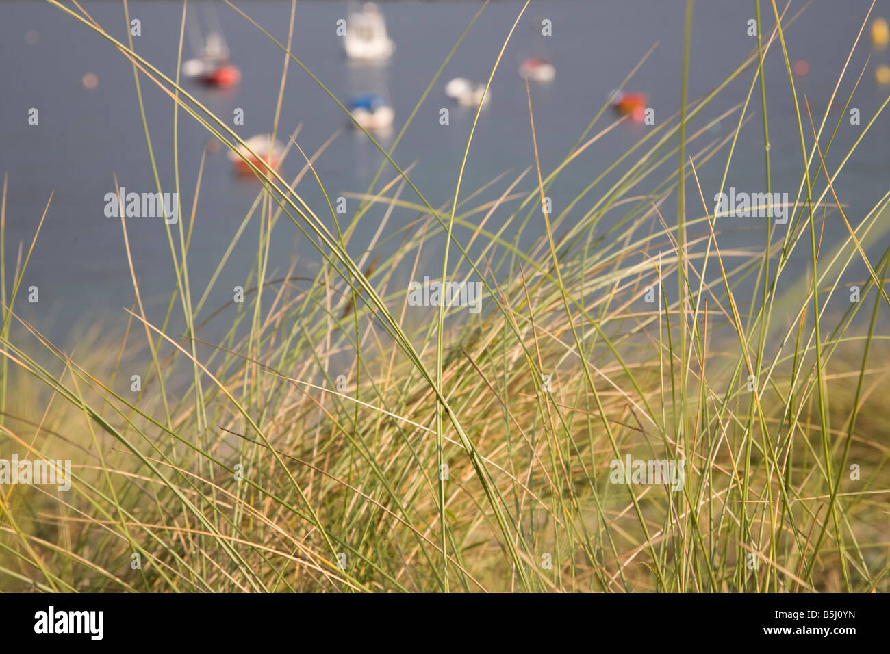 Wild Grass next to River Stock Photo - Alamy