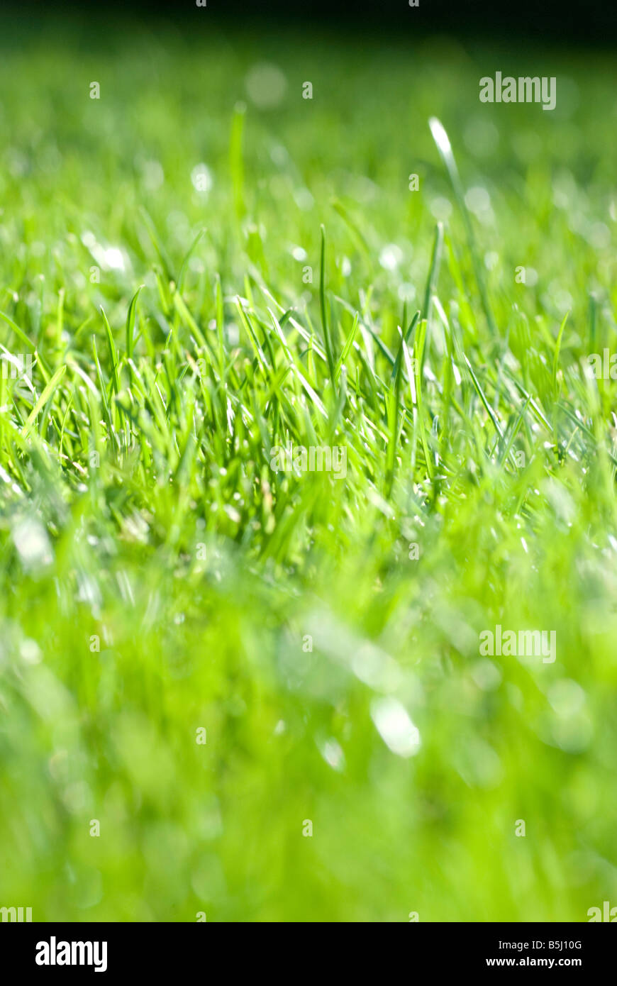 grass - meadow Stock Photo - Alamy