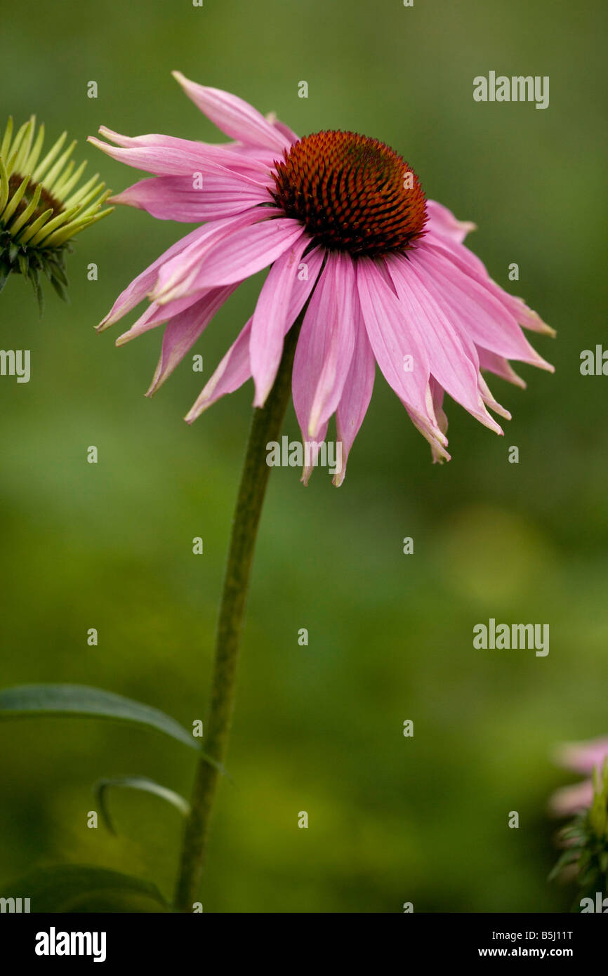 Cichoric acid hi-res stock photography and images - Alamy