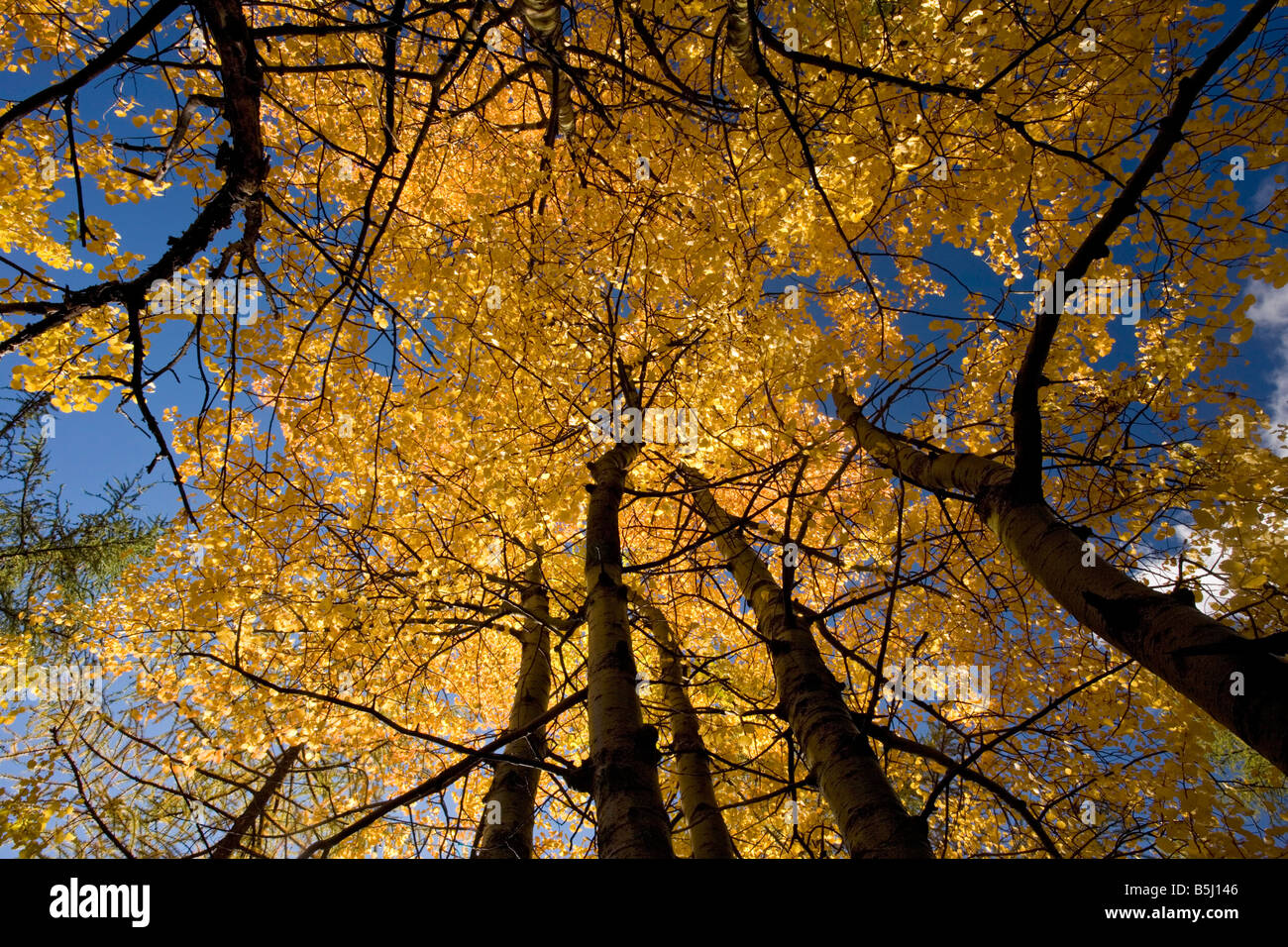 Aspen trees or populus tremula hi-res stock photography and images - Alamy