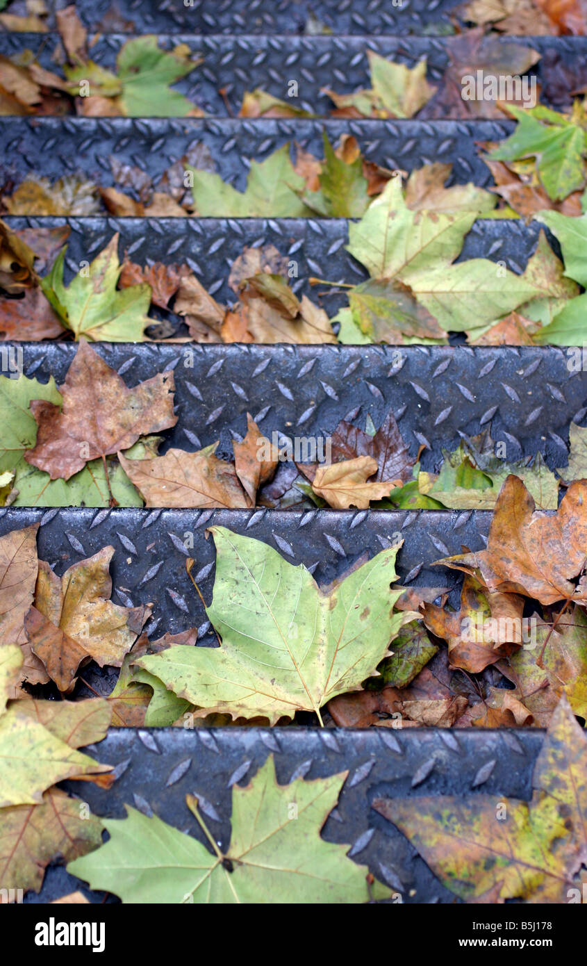 Autumn Leaves on Steps Stock Photo - Alamy