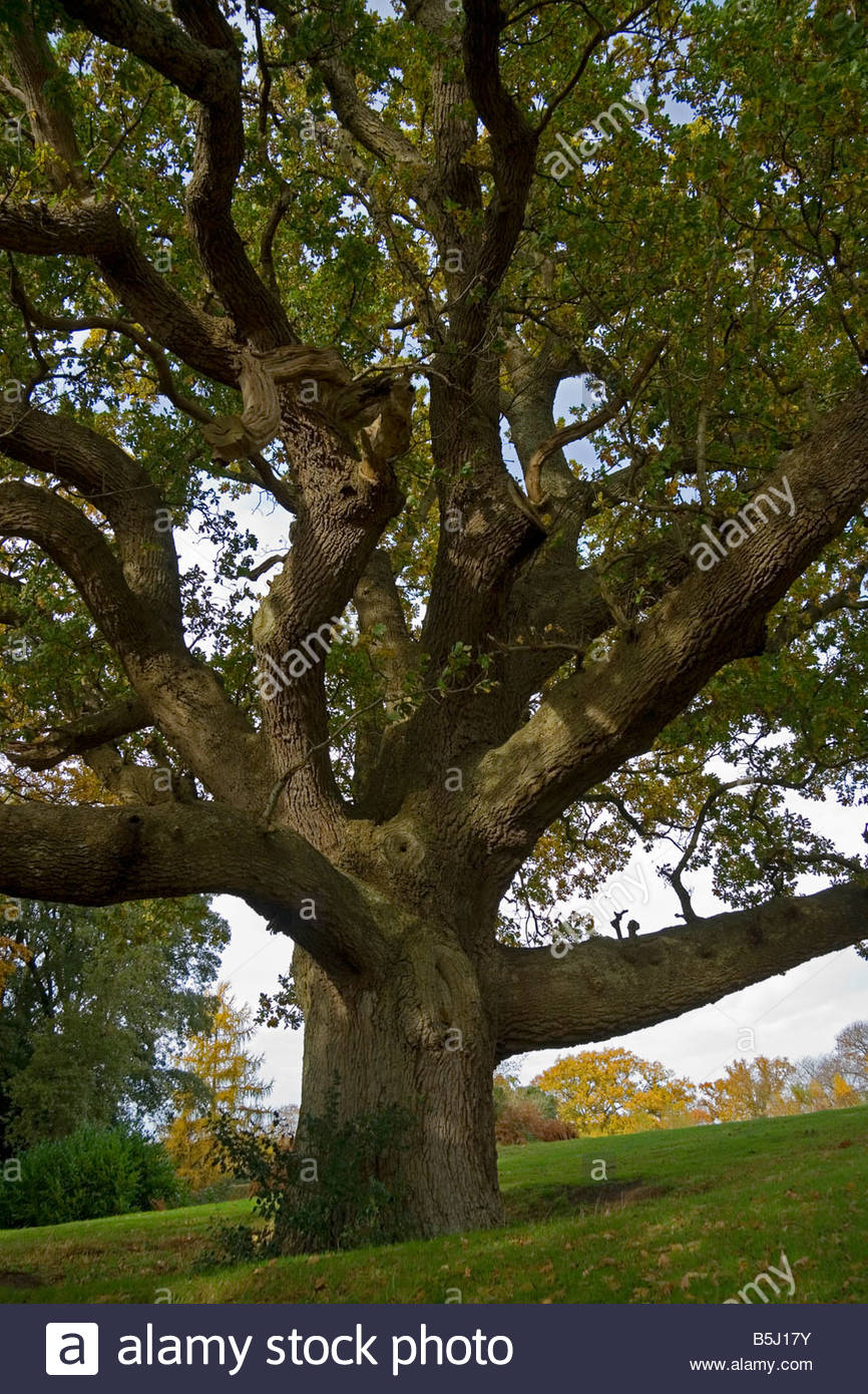 Mighty Oak Stock Photos & Mighty Oak Stock Images - Alamy