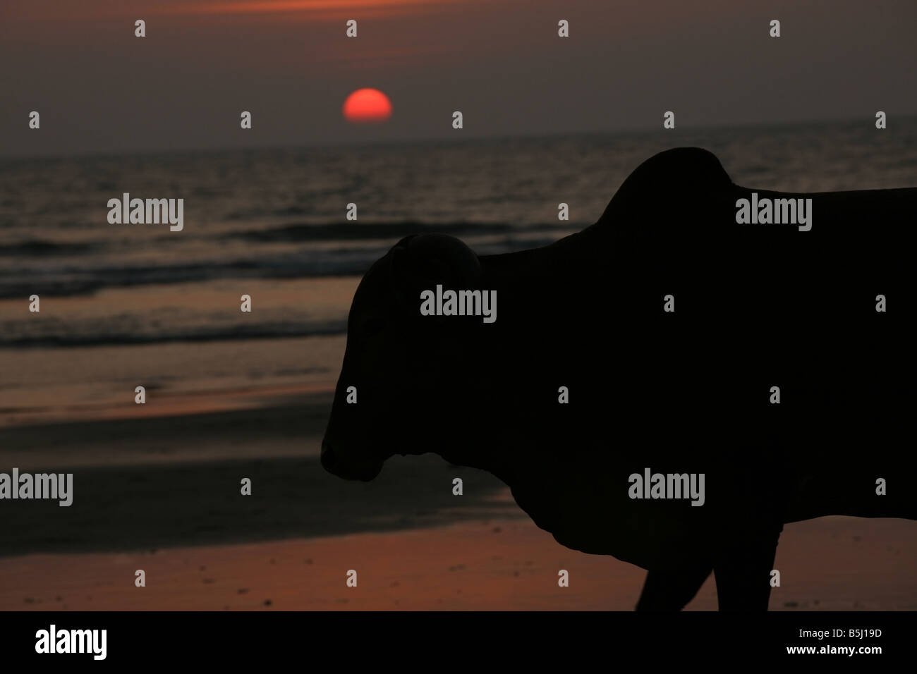 holy cow goa india Stock Photo - Alamy